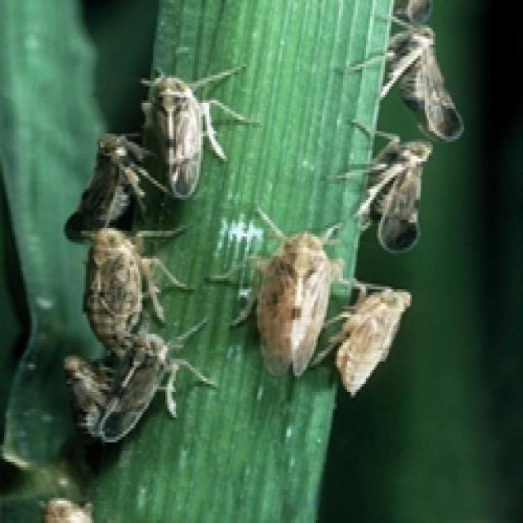 Pest Detection Classification Dataset V2 2025 02 08 4 16pm By