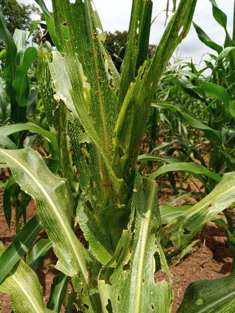 YOLO_V8 Instance Segmentation Dataset by PlantDiseaseTrial YOLO_V8 Instance Segmentation Dataset by PlantDiseaseTrial