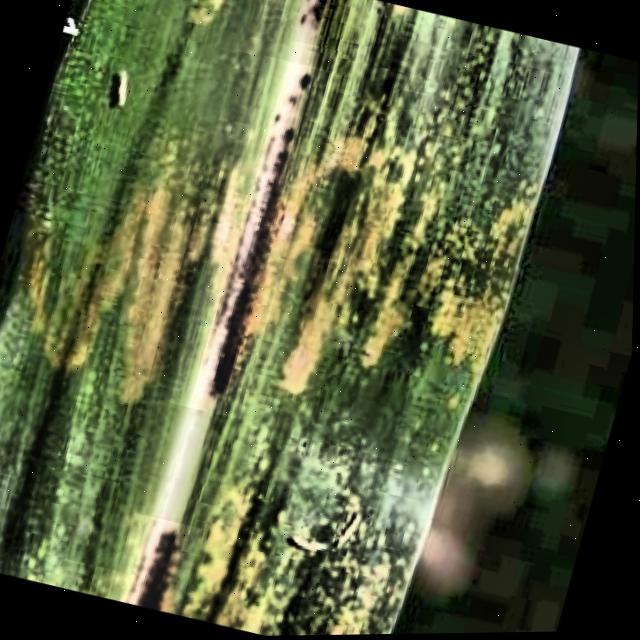 Maize_Disease Object Detection Dataset by PlantDiseaseTrial