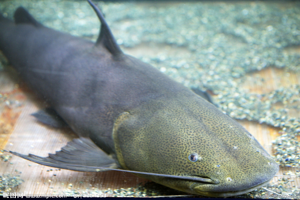 Common Fish Object Detection Dataset by Common Fish