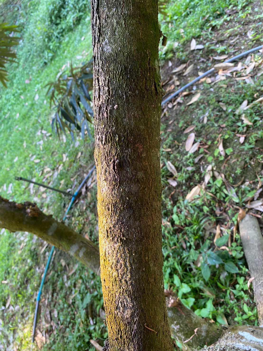 yolo v11 Object Detection Dataset by 031096