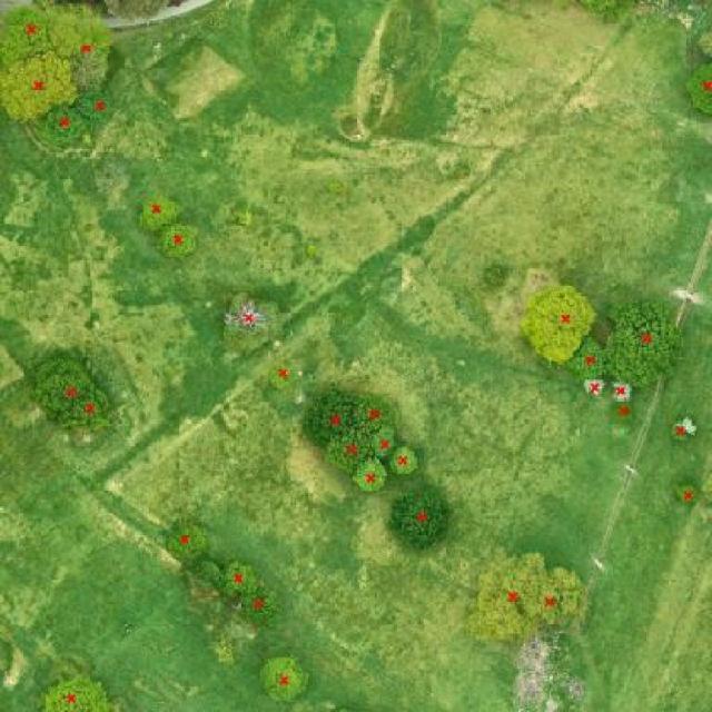Application Of Tree Enumeration Object Detection Dataset And Pre