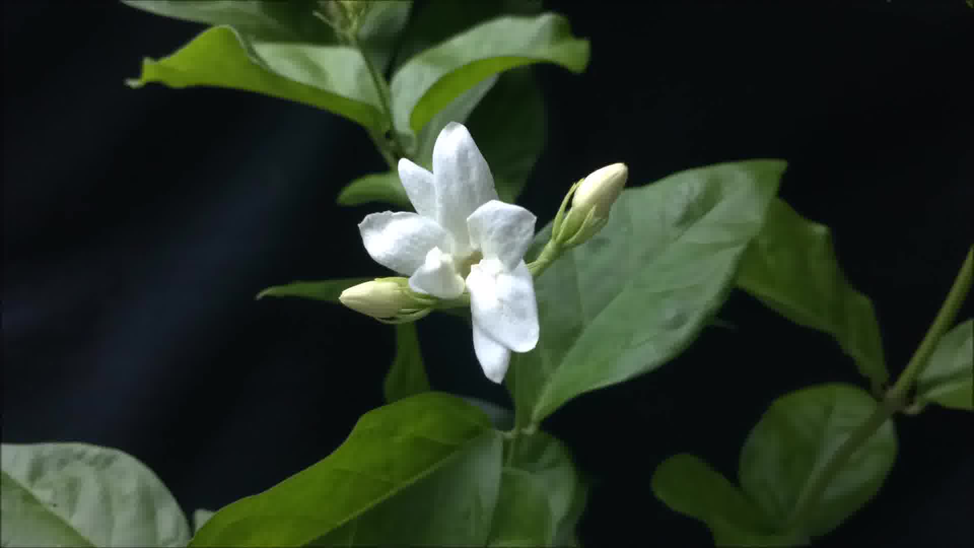 Flower Detection Object Detection Dataset By Avrians
