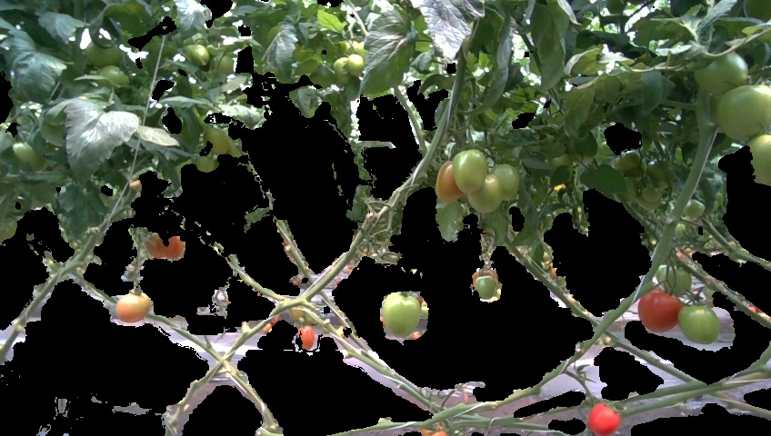 Tomato Detection Object Detection Dataset And Pre Trained Model By Mci2024