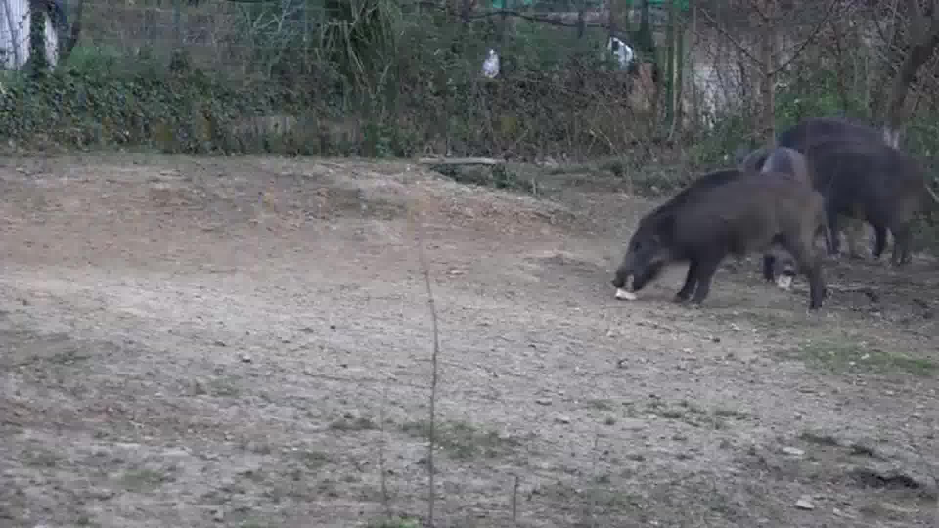 Animal_detection Object Detection Dataset by Detectiondanimaux