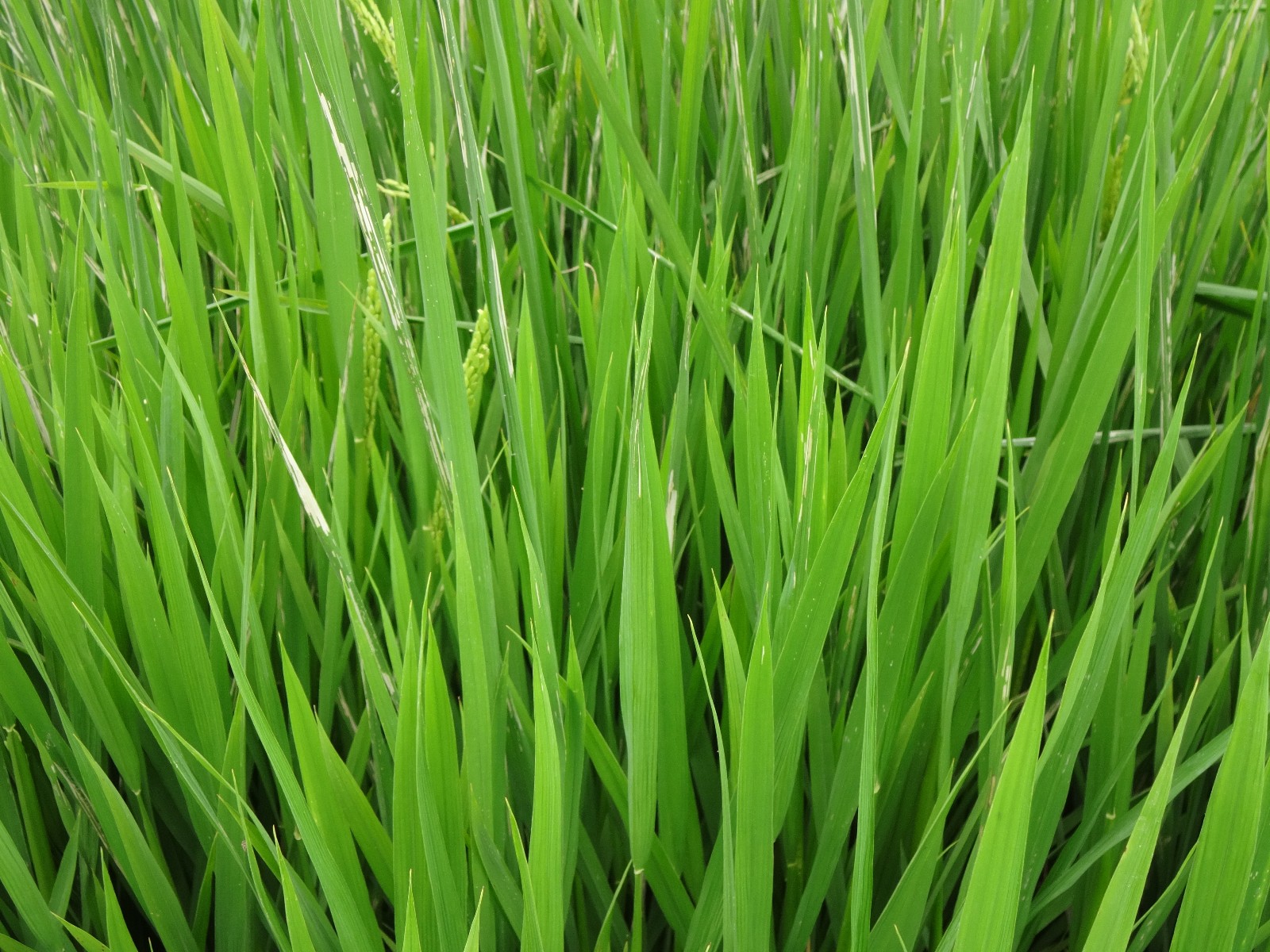 Rice-class 2 Object Detection Dataset by ECIR