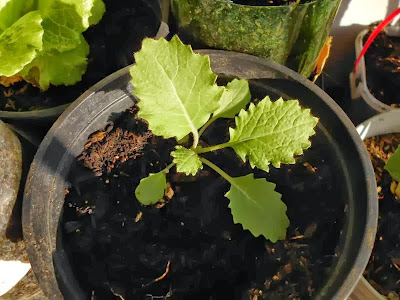 kale Object Detection Dataset by Myats