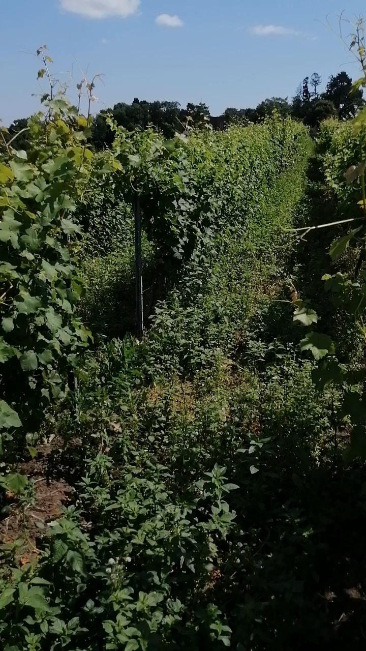 unhealthy-vine-leaves Object Detection Dataset and Pre-Trained Model by VineYard