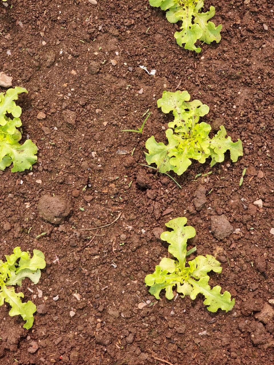 Detection du centre Object Detection Dataset and Pre-Trained Model by Agriculture Robot