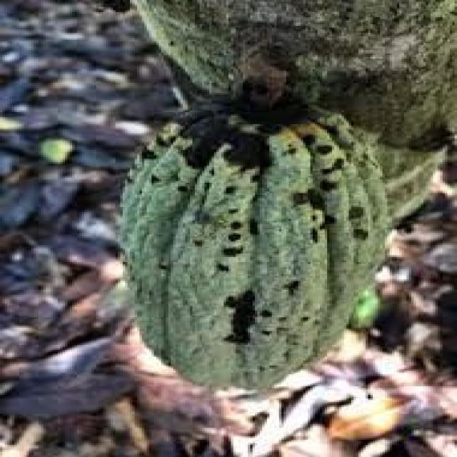 cocoa Object Detection Dataset by test