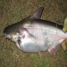 Fish Classification Dataset by DOGCATPRE