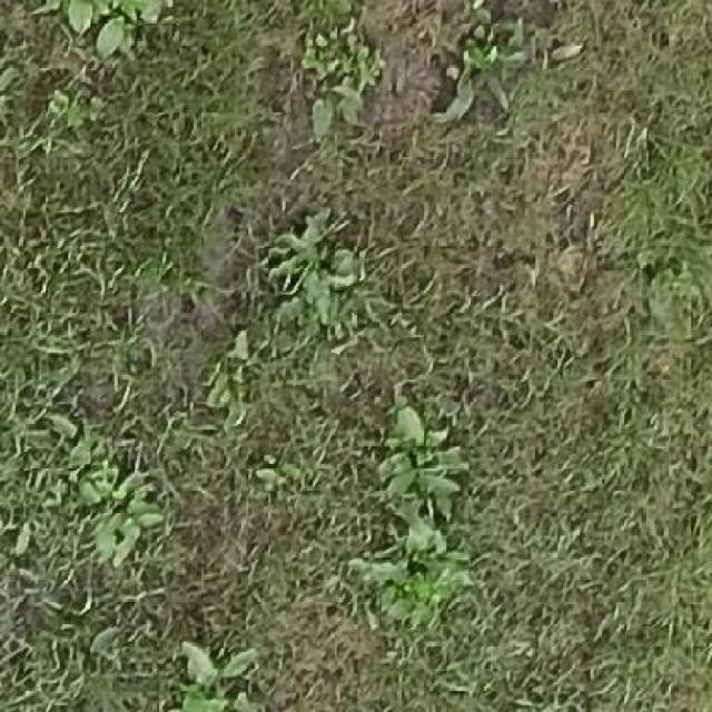 Weed Identification Object Detection Dataset by Autonomous Robotic ...