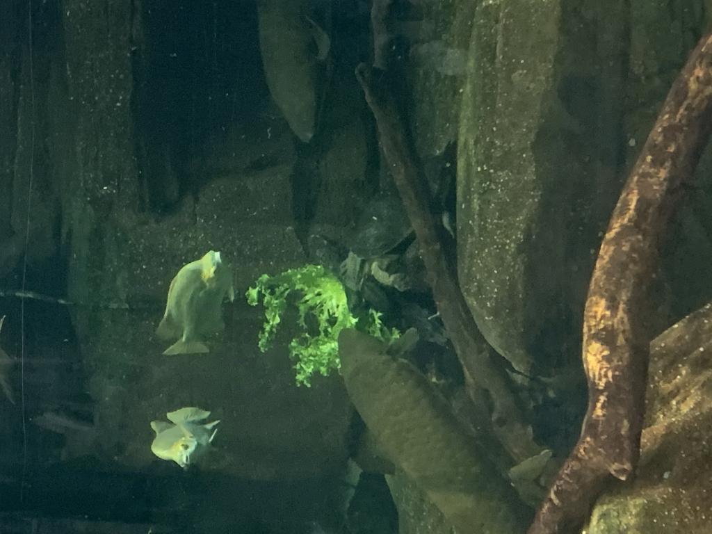 Vison Task - Roboflow Universe