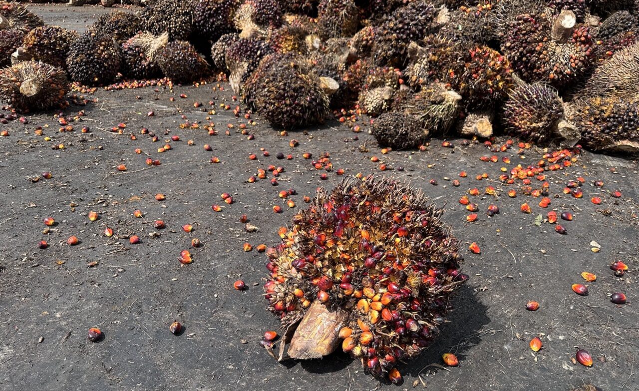 palm Object Detection Dataset and Pre-Trained Model by palm