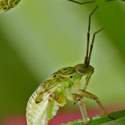 Jute_Pest_Dataset Object Detection Model by arsenic