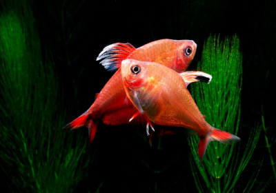 fish_segment Instance Segmentation Dataset and Pre-Trained Model by project-jo3vz