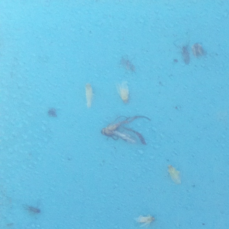 blue_one_classes Object Detection Dataset by HipointPDS