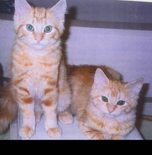 Cat vs Dog Object Detection Dataset by Napatsakorn Pianchana