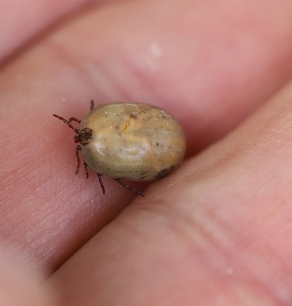 dermacentor-reticulatus Instance Segmentation Dataset by SP FINAL