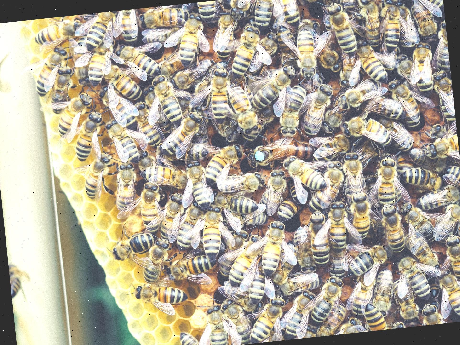 bee-model Object Detection Dataset by beekeeper4