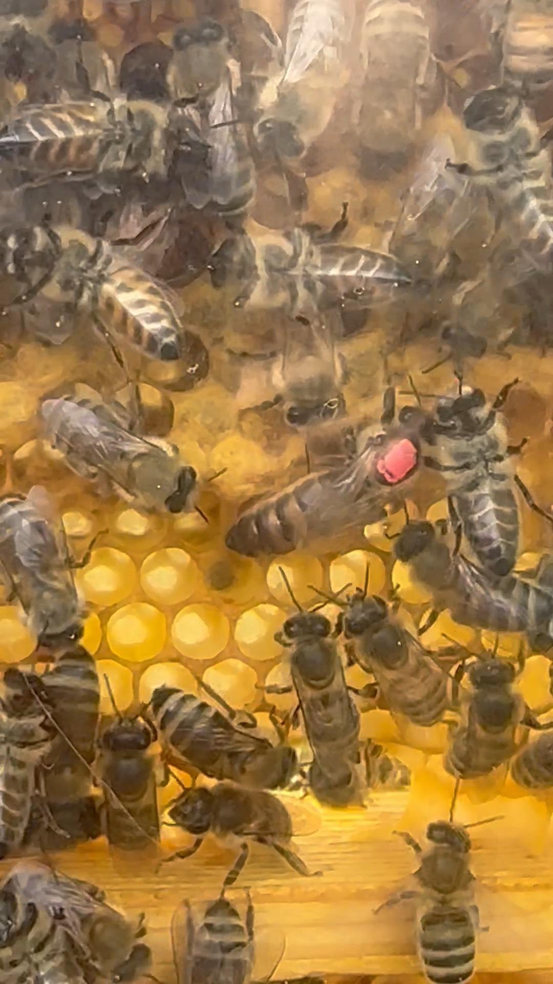 queen_drone_bee-detection Object Detection Dataset by beekeeper4