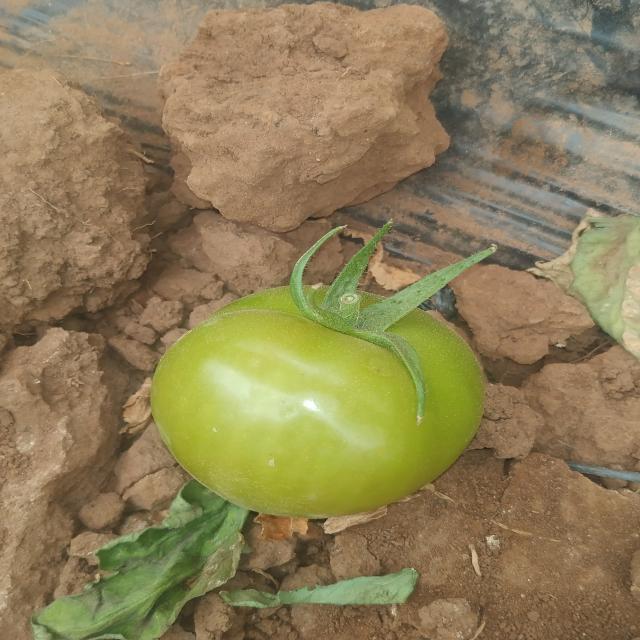Tomato Detection Object Detection Dataset And Pre Trained Model By Pfe