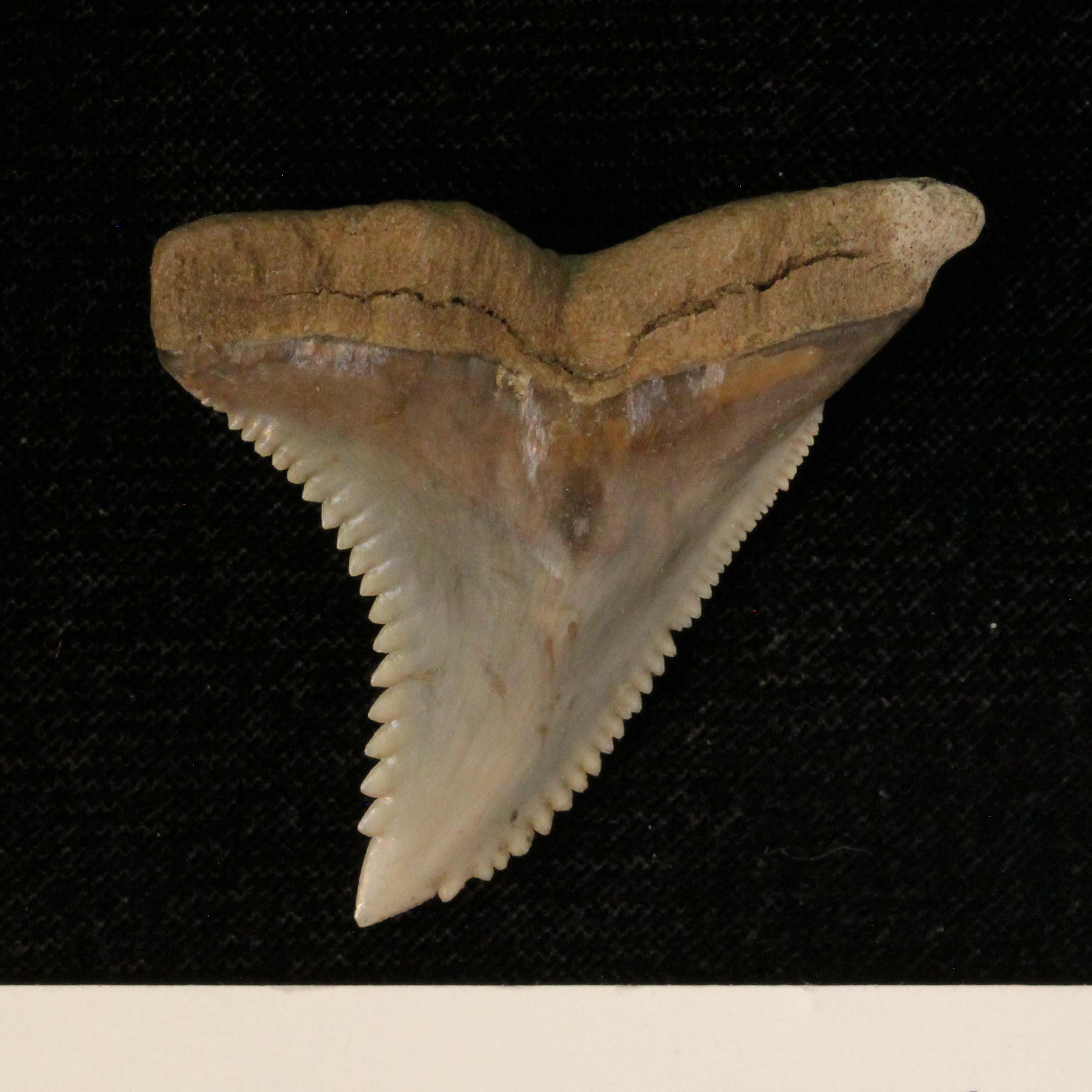 Shark Species ID Object Detection Dataset and Pre-Trained Model by st marys