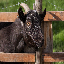 Disease-Goat Object Detection Dataset by cempire