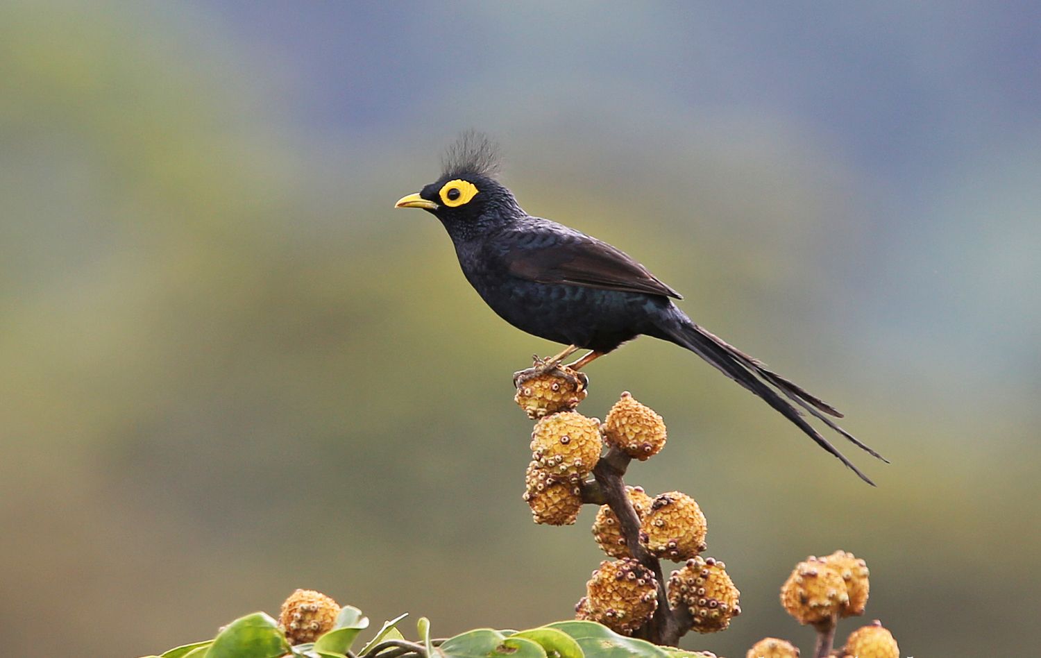 bird10 Object Detection Dataset by bird