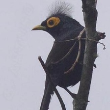 30birdsCNN Classification Dataset by bird