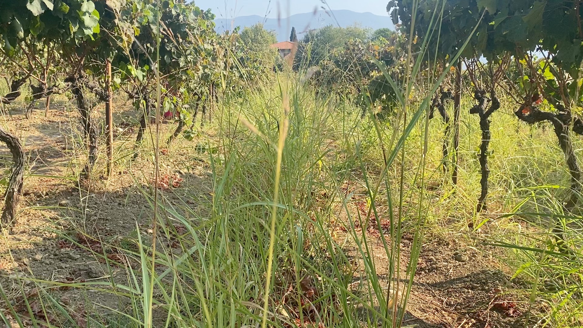 croppathdetect Instance Segmentation Dataset and Pre-Trained Model by Orbibarobotics