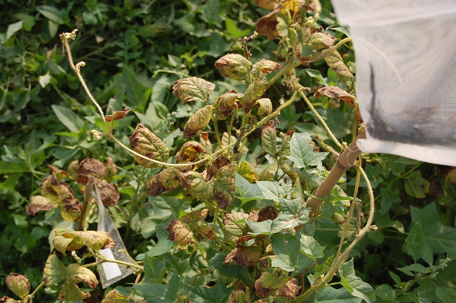 Leaf Instance Segmentation Dataset by caas