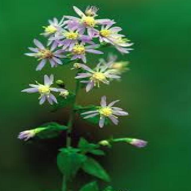 Detect And Classify Single-label Classification Classification Dataset ...