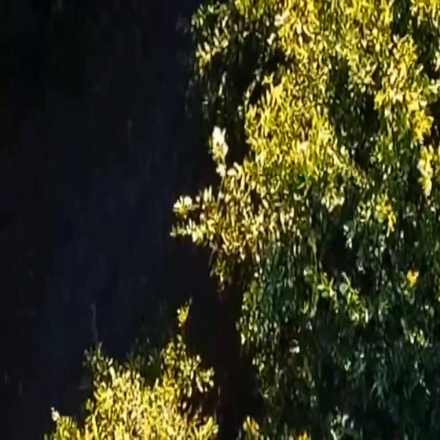 Tree Enumeration Object Detection Dataset and Pre-Trained Model by student