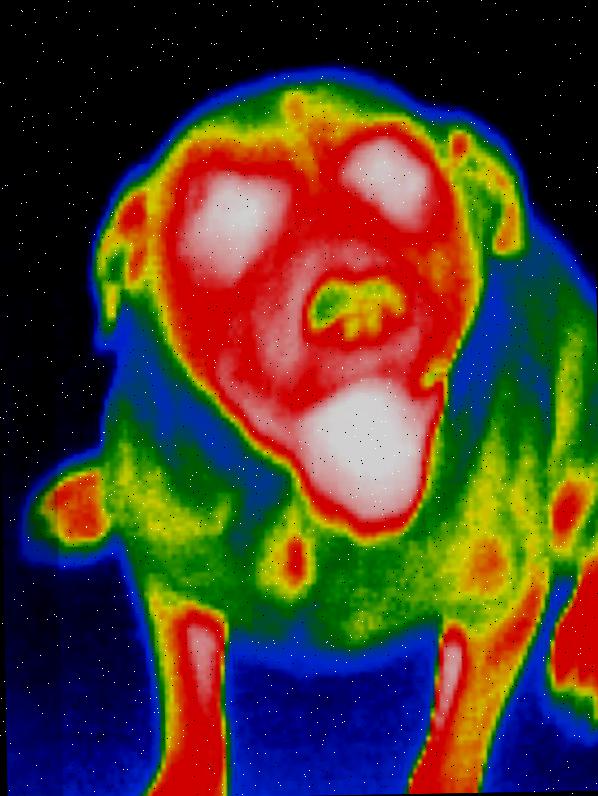 thermal people and maybe dogs Object Detection Dataset by thermalTest