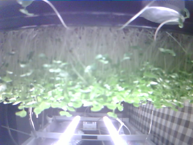 Side View Segmentation2 Instance Segmentation Dataset by SmartFarm