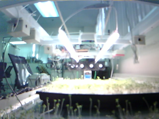 Side View Height Detection Object Detection Dataset by SmartFarm