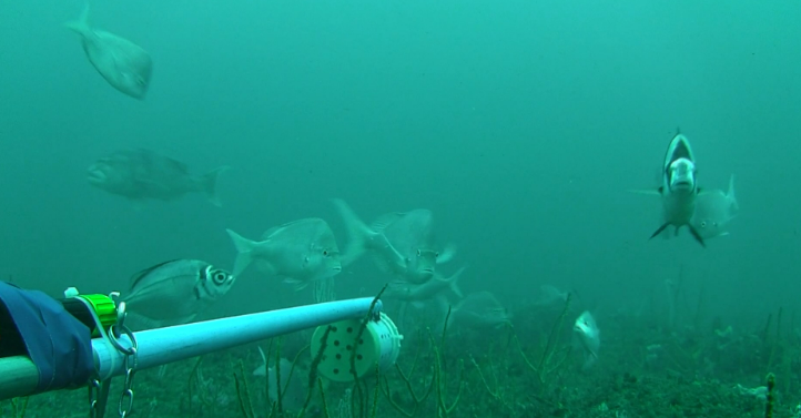 Pondoland Final Annotation Object Detection Dataset and Pre-Trained Model by MSc Fish Detection ...