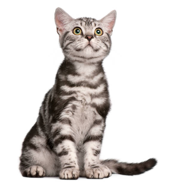 Cats Object Detection Dataset And Pre Trained Model By Nan