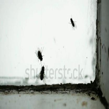 detection_flies Object Detection Model by Fly Detection