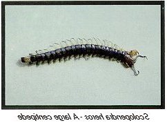 CSC522_YOLOv5_classificiation Classification Dataset by CSC522