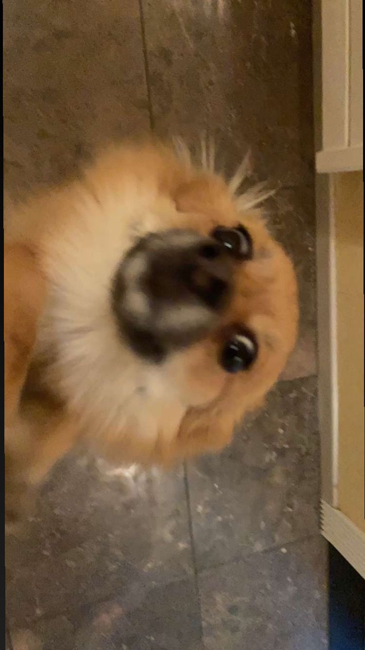 nala Object Detection Dataset and Pre-Trained Model by Nala