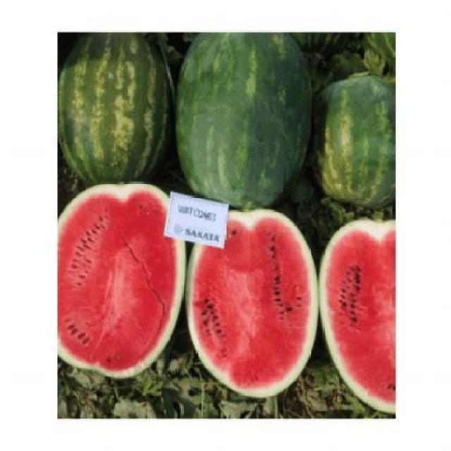Watermelon Object Detection Dataset by Fruits Classification