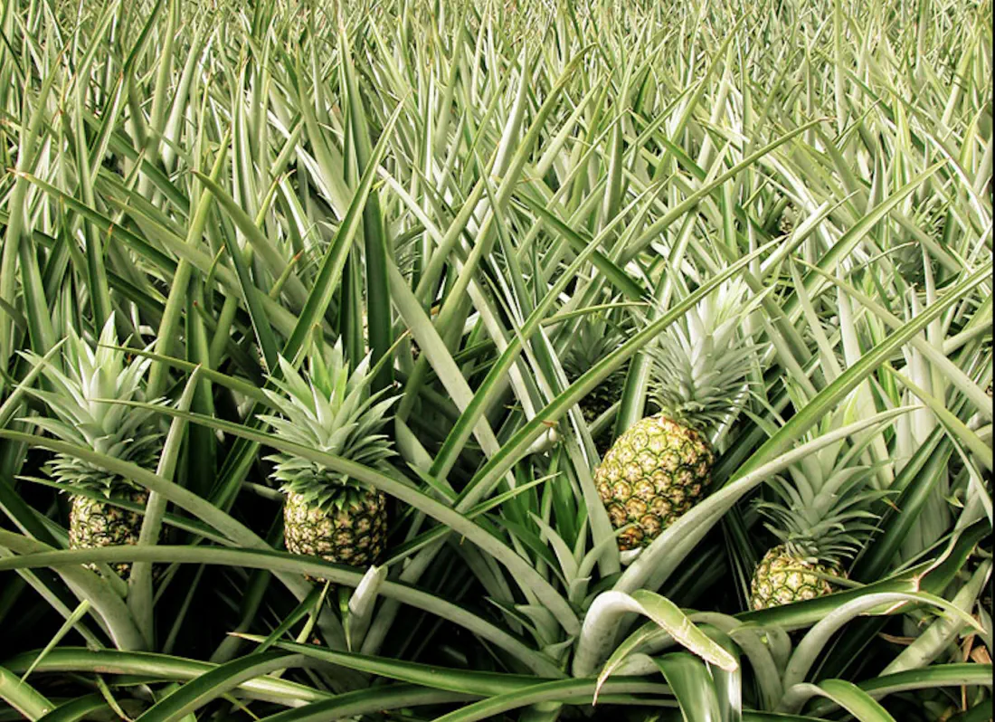 Pineapple Object Detection Model by Ruka Sakihara