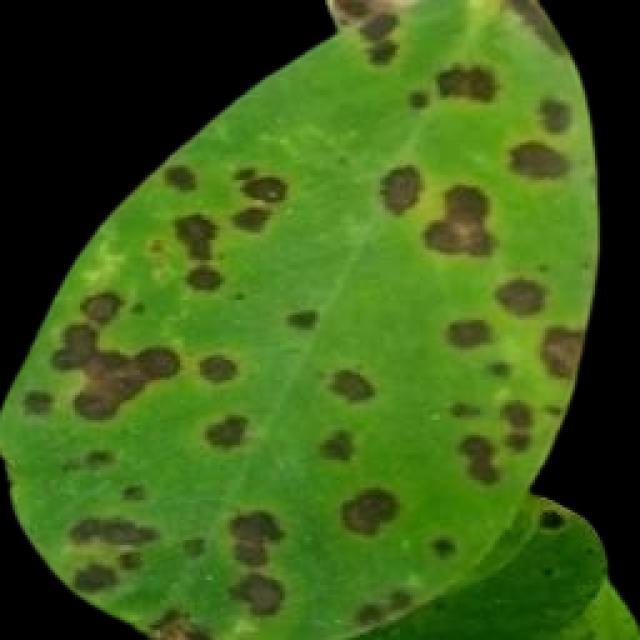 Leaf Disease Detection_2 Object Detection Dataset by projects