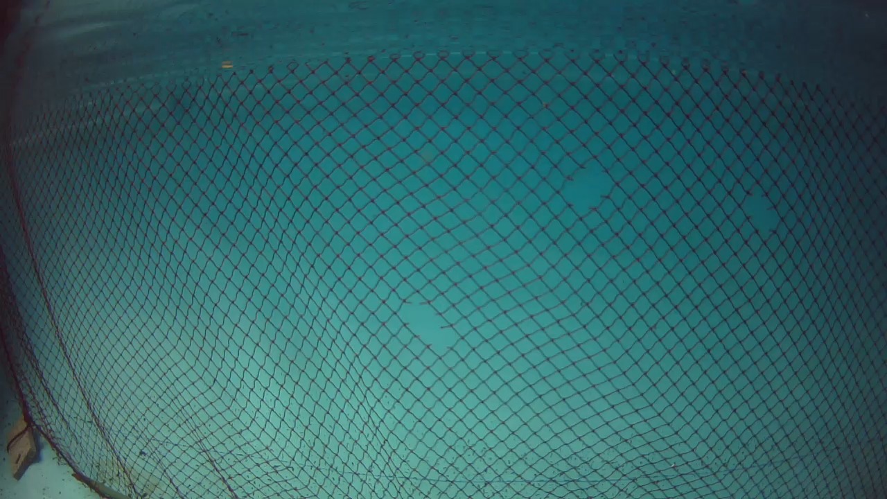 yolo_fish_net_hole_detect Object Detection Dataset by golden pomfret