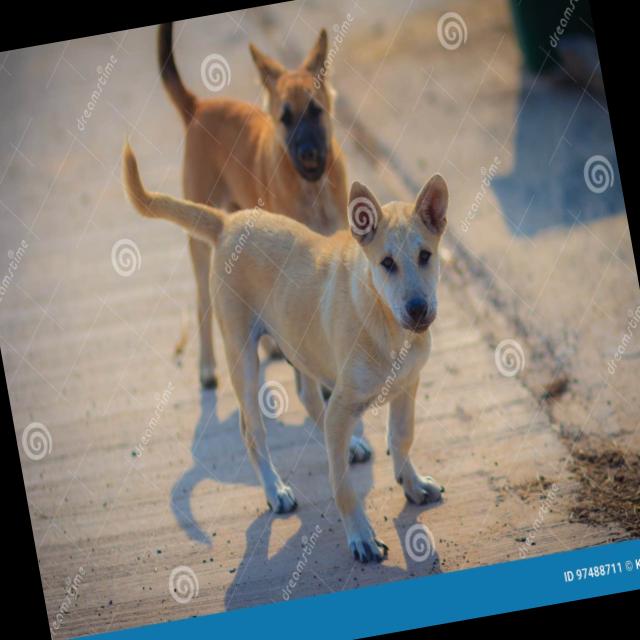 Proj 2 Detec Object Detection Dataset By Gogogo