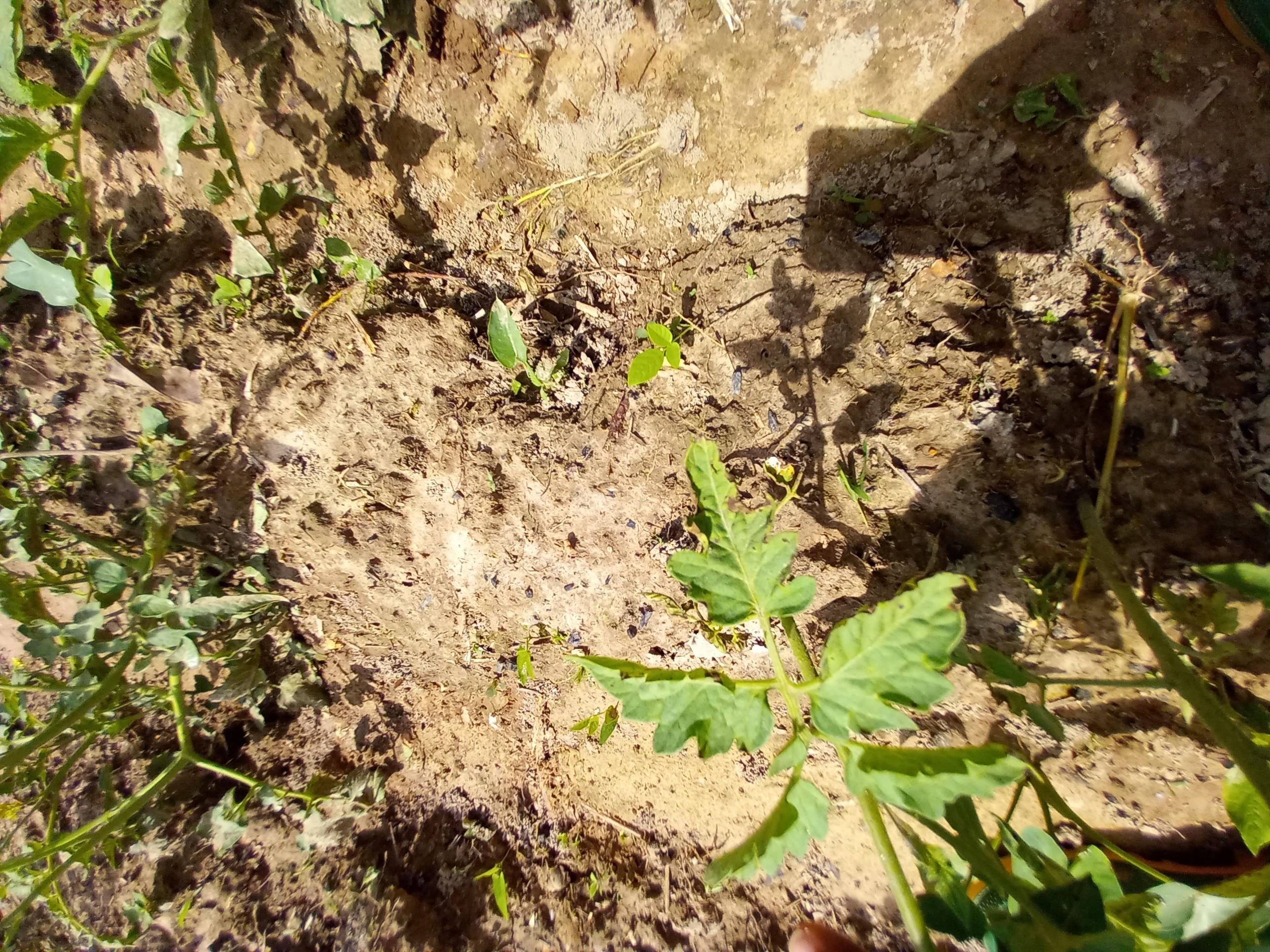 Crop Disease Detection Object Detection Model By Cropdetection