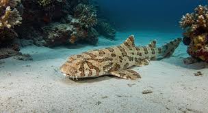 shark_detection Object Detection Dataset by Akeh