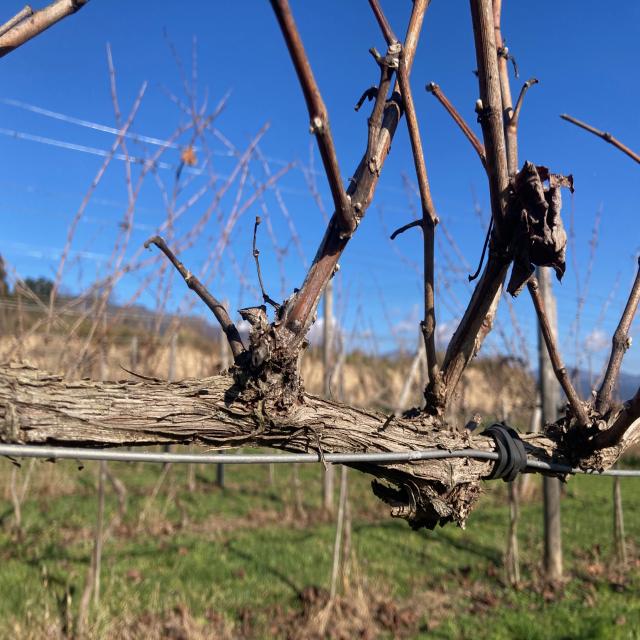 Vinya - Roboflow Universe